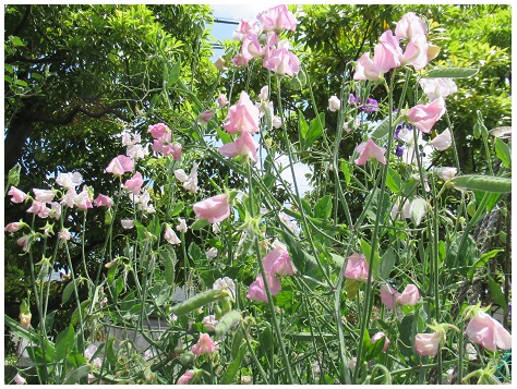 2018年(平成30年)11月25日種を蒔きました